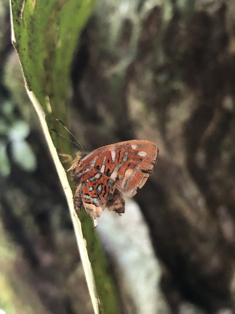 Neglected Sarota from La Susana, Maceo, Antioquia, CO on January 9 ...