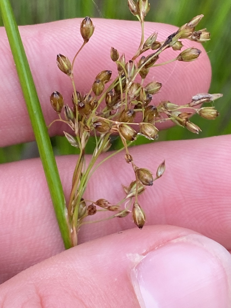 Loose-flowered Rush from Croajingolong National Park, Wingan River, VIC ...