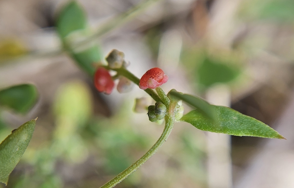 Climbing saltbush from St Peters SA 5069, Australia on January 13, 2024 ...