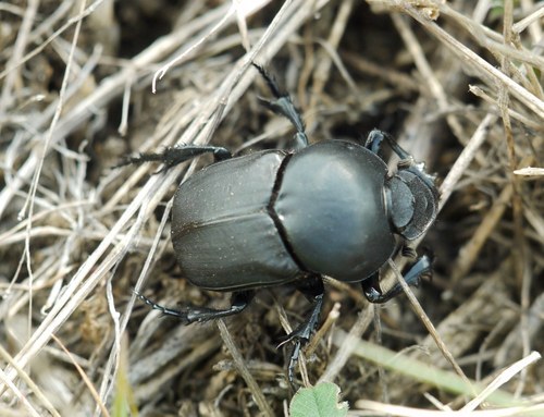 Genus Cheironitis · iNaturalist