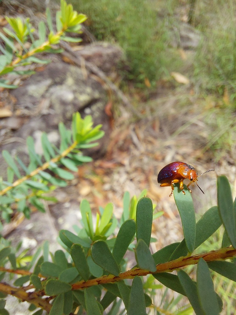 Calomela ioptera from White Rock QLD 4306, Australia on January 13 ...
