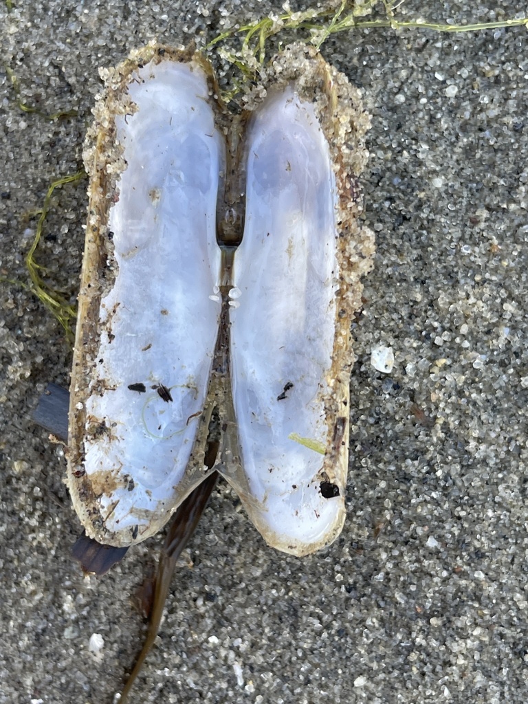 California Jackknife Clam (China Cove Organisms) · iNaturalist