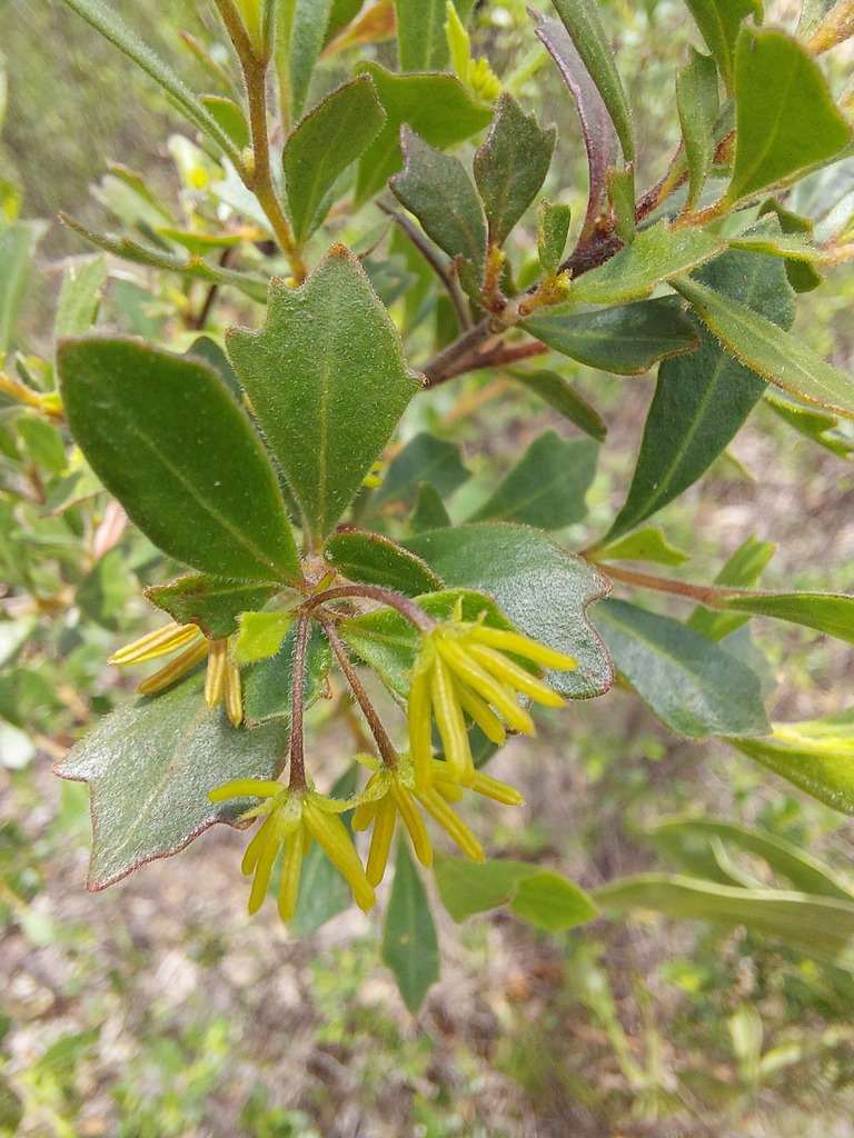 Dodonaea triangularis from White Rock QLD 4306, Australia on January 13 ...