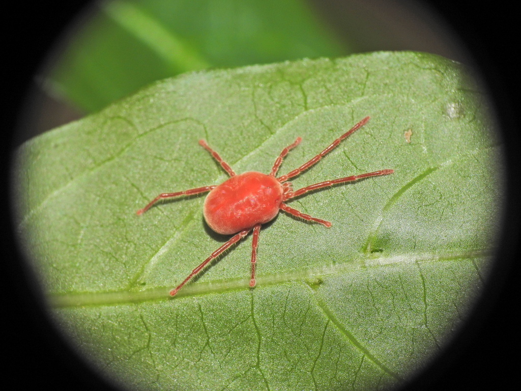 Erythraeidae from Talegalla Weir QLD 4650, Australia on January 13 ...