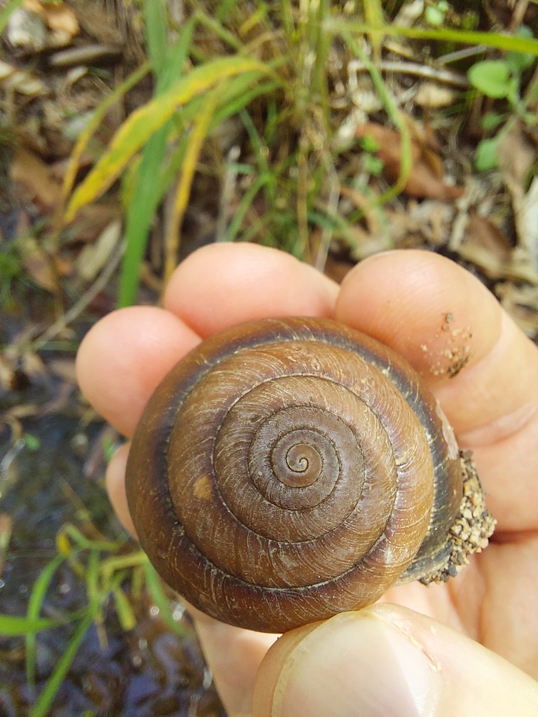 Fraser's Banded Snail from White Rock QLD 4306, Australia on January 13 ...