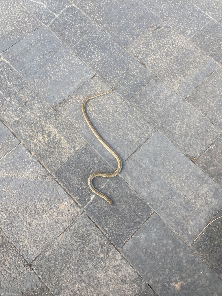 Small-banded Kukri Snake from 勐腊新城行(金阁慢摇吧隔壁), 西双版纳傣族自治州, 云南省, CN on ...