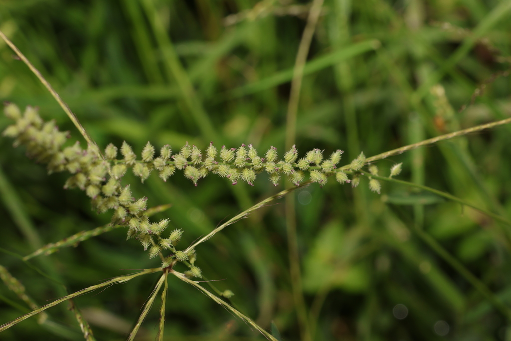 Australian bur-grass from Purga QLD 4306, Australia on January 11, 2024 ...