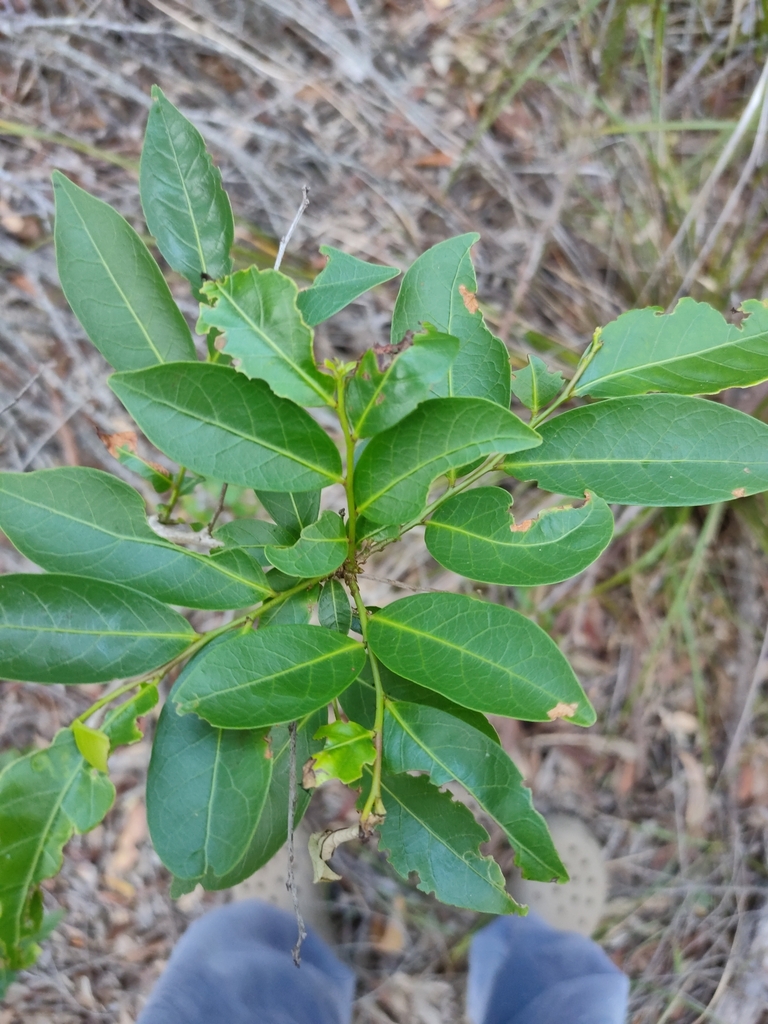 Cheese Tree from Yengarie QLD 4650, Australia on January 13, 2024 at 06 ...