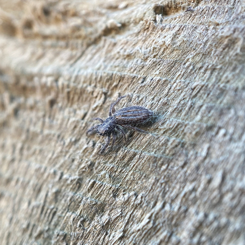 Holoplatys in January 2024 by Nathan Odgers. I assume, but much smaller ...