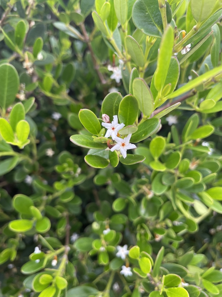 Sea Box from Squeaky Beach, Wilsons Promontory, VIC, AU on January 13 ...