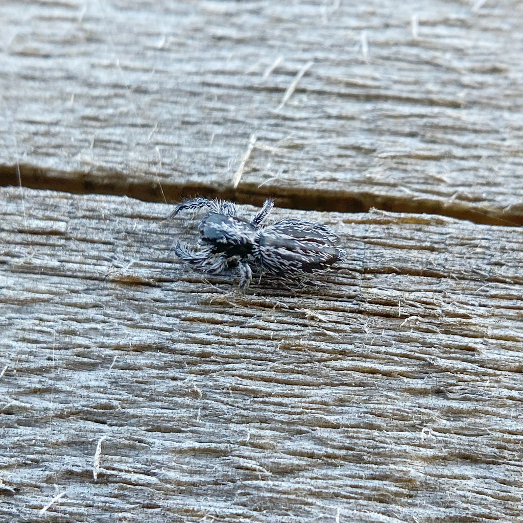 Holoplatys in January 2024 by Nathan Odgers. I assume, but this one is ...