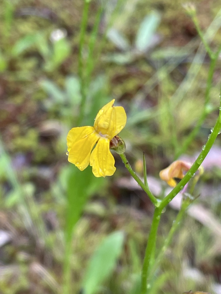 Spur Goodenia from East Gippsland Shire, Fernbank, VIC, AU on January 8 ...