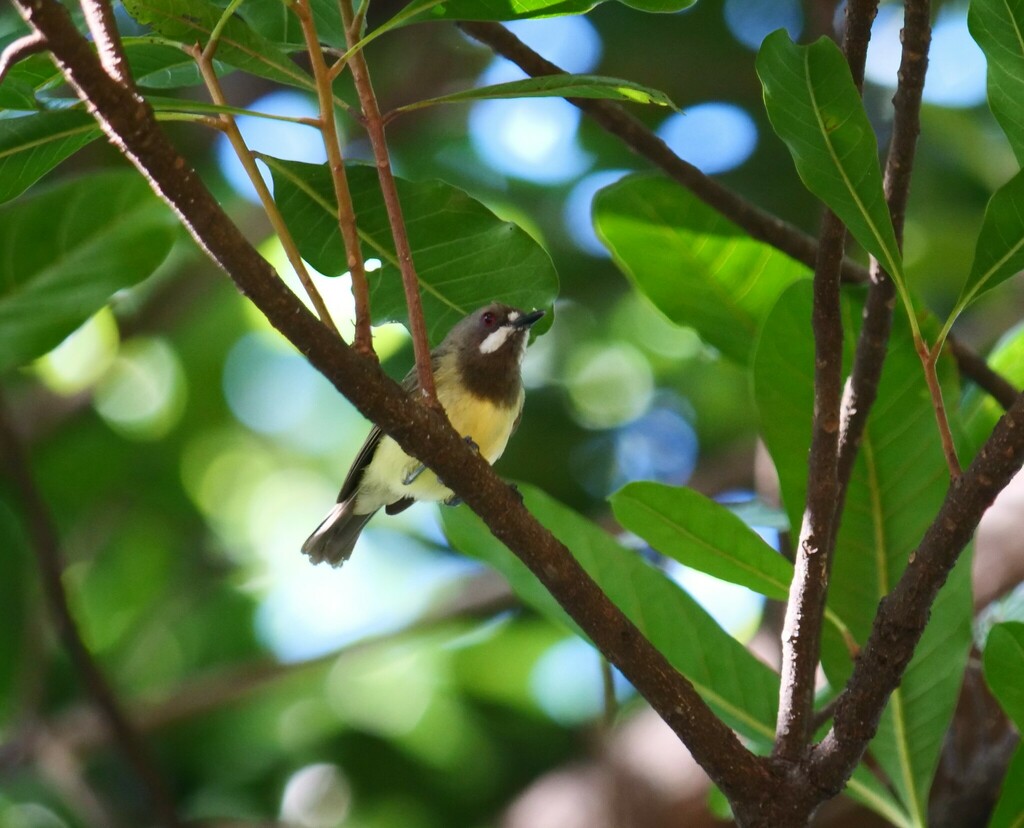 Gerygone palpebrosa personata from New Mapoon QLD 4876, Australia on ...