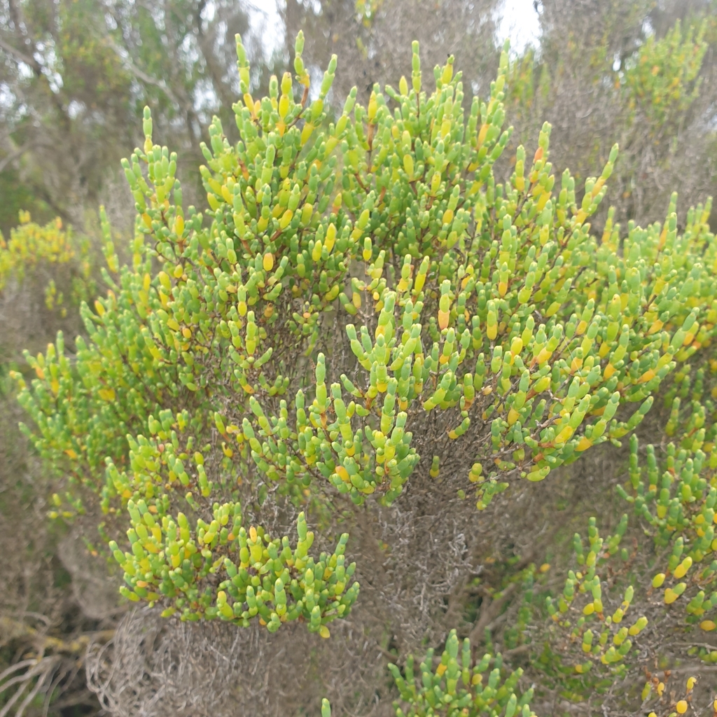 Shrubby Glasswort from MG68+WP Stockyard Point, Jam Jerrup VIC 3984 ...