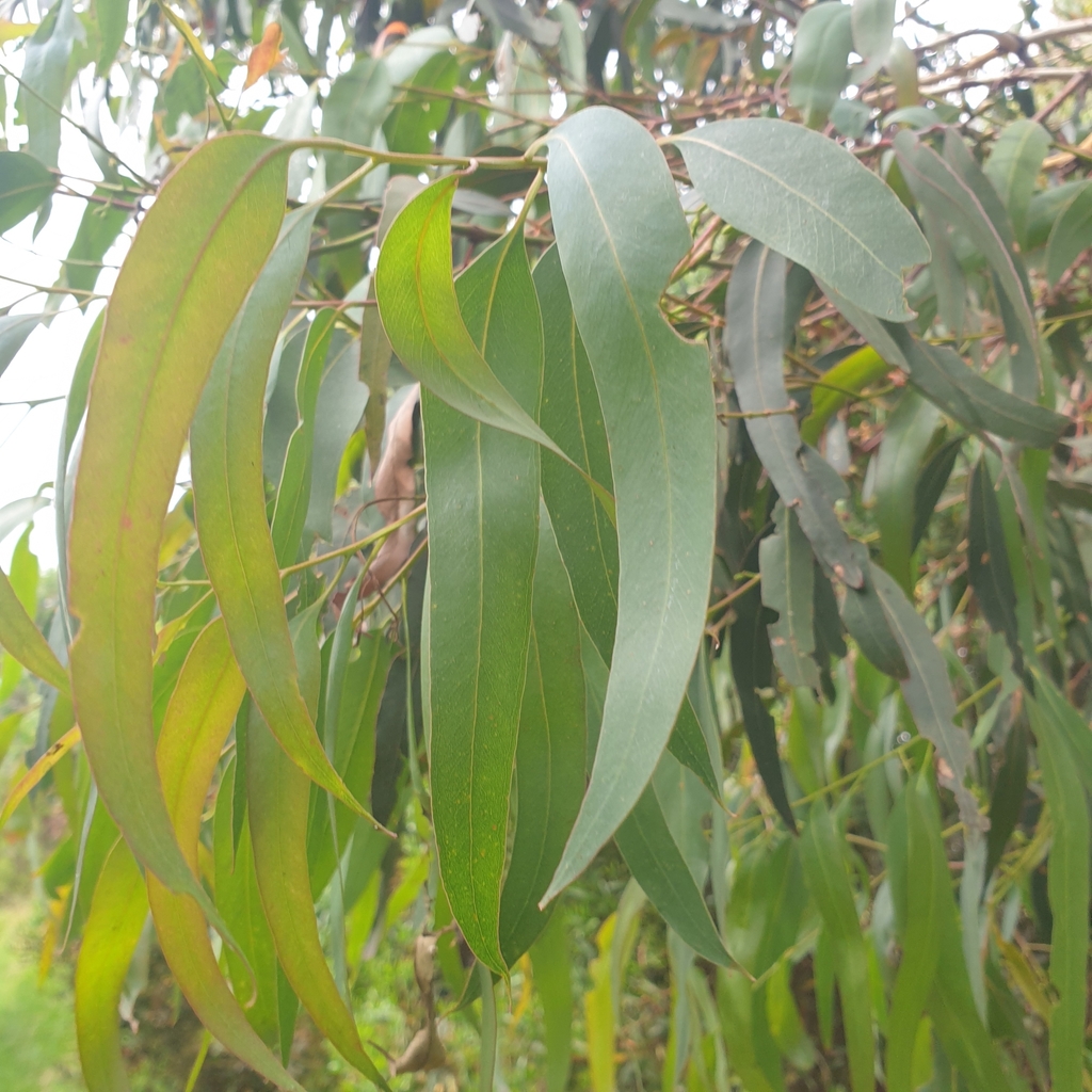 manna gum from Lang Lang VIC 3984, Australia on January 13, 2024 at 05:34 PM by light-up-gold ...