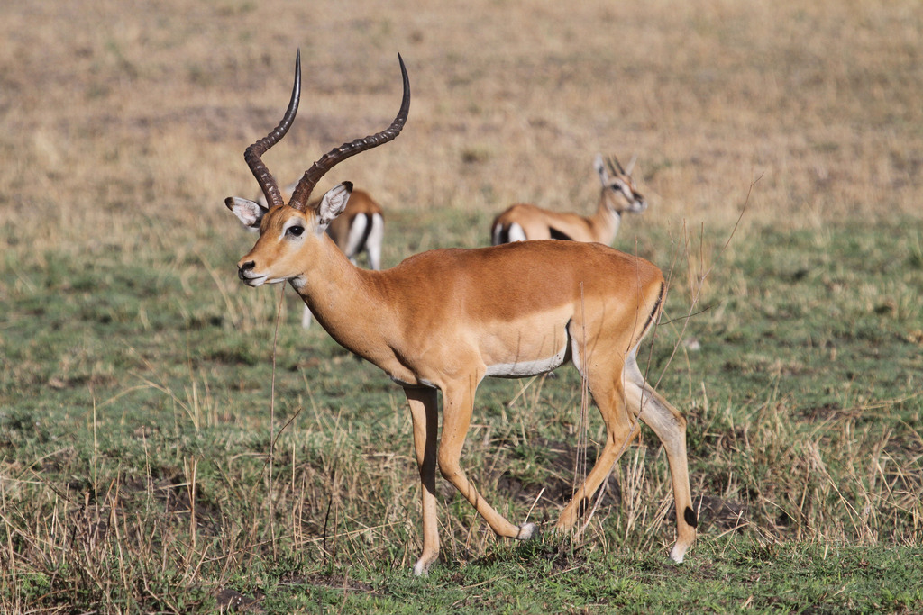 Common Impala (Aepyceros melampus melampus) - Know Your Mammals