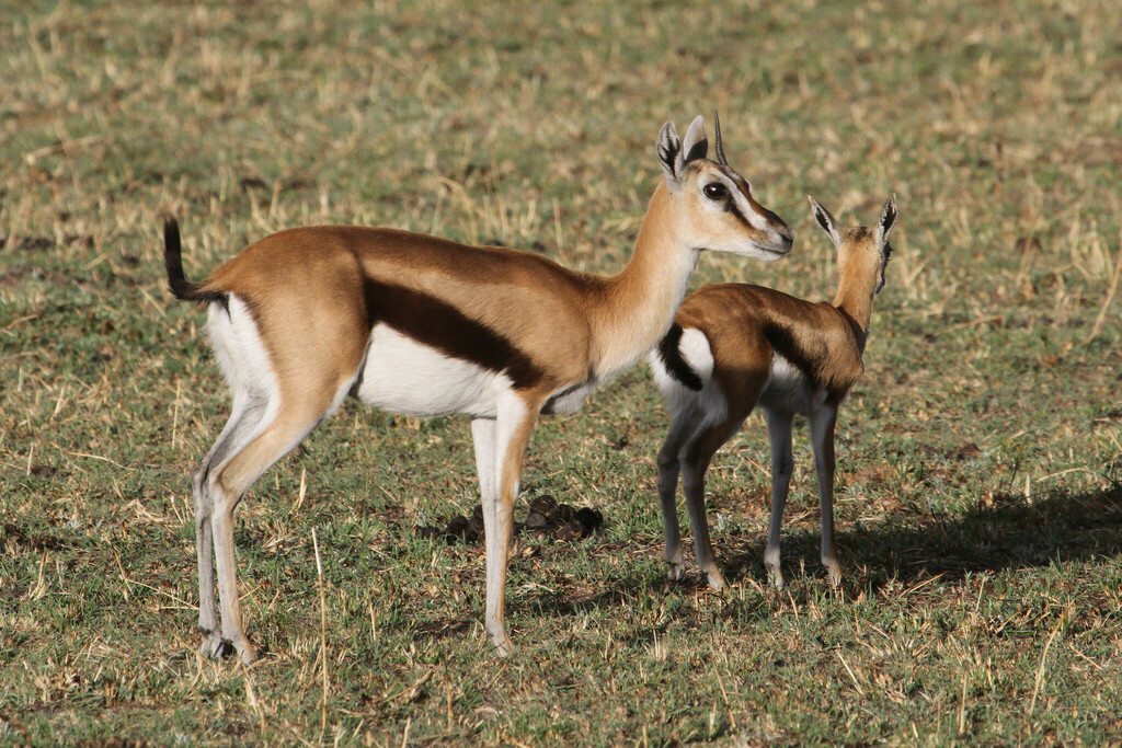 Thomson's Gazelle from Serengeti National Park, Tanzania on October 14 ...