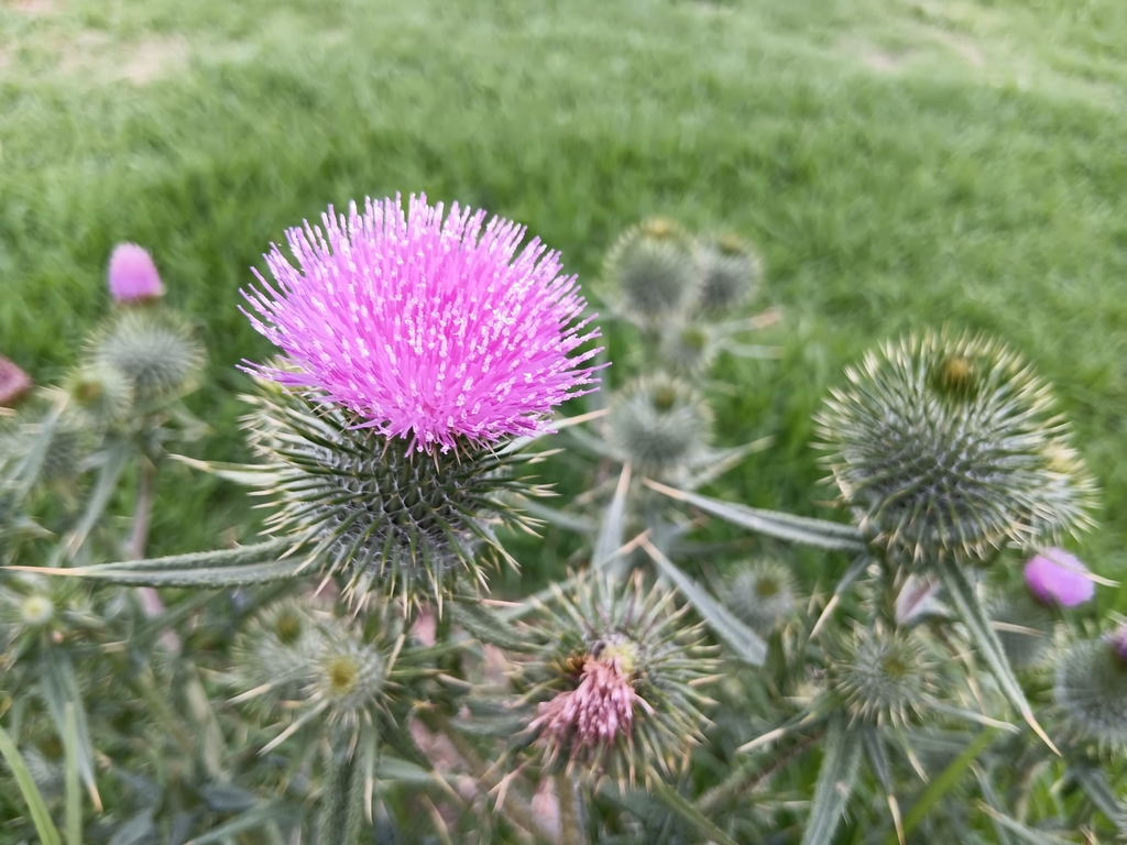 Bull Thistle from Brighton North VIC 3186, Australia on January 13 ...