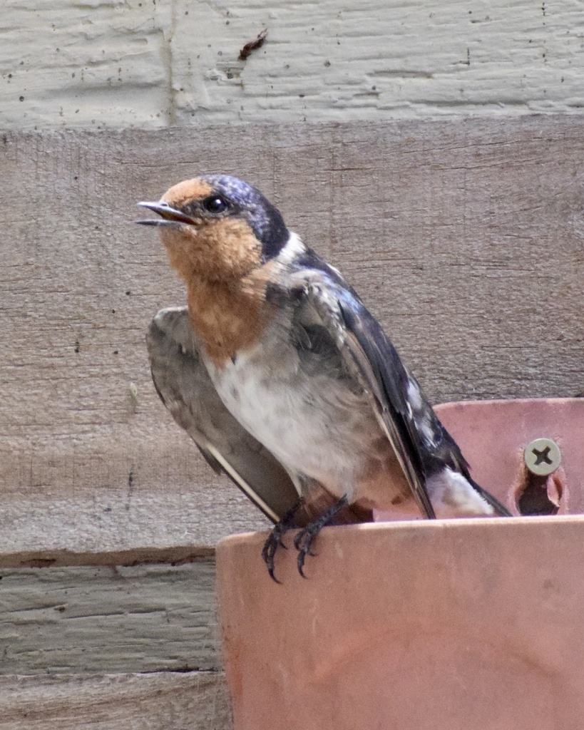 Welcome Swallow from Grafton Rd, Metz, NSW, AU on January 13, 2024 at ...
