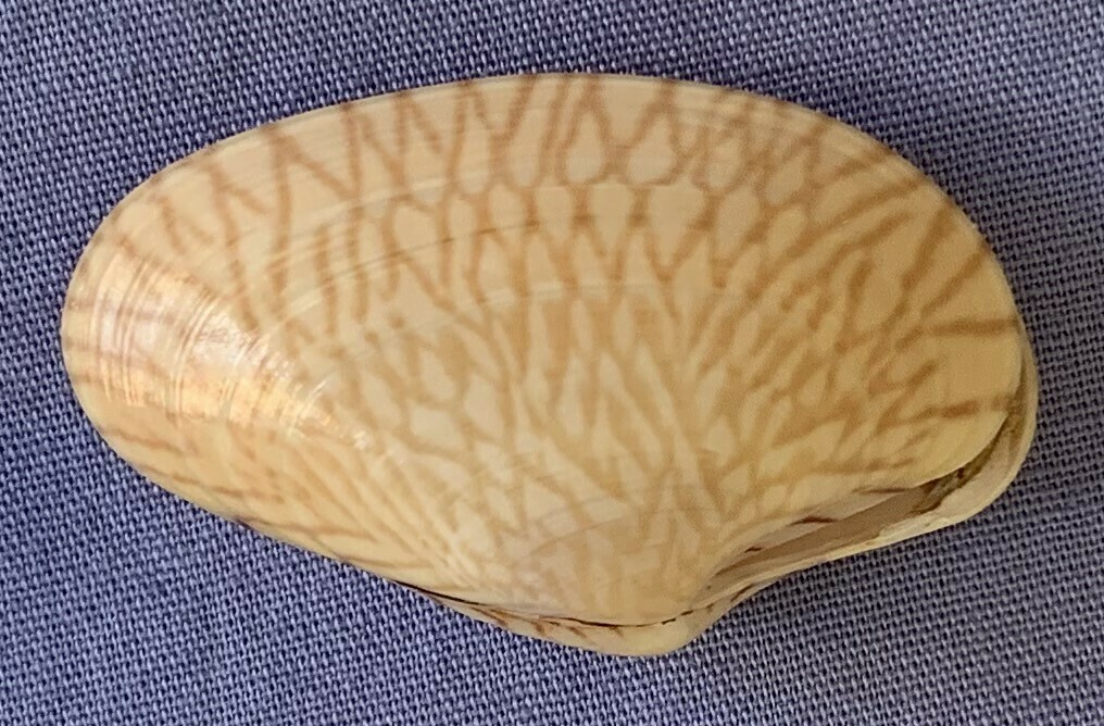 Venus Clams in March 2013 by vrebizant. 33 mm long. Looks like ...