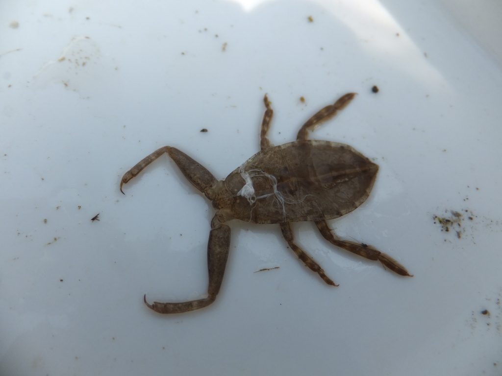 Oriental Giant Water Bug in September 2013 by hakkahamushi · iNaturalist