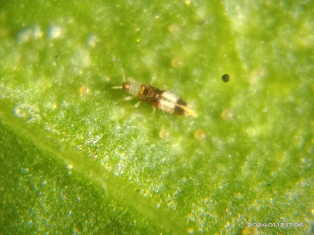 Thrips from Kaohsiung, TW-KH, TW on January 13, 2024 at 05:07 PM by 余世文 ...