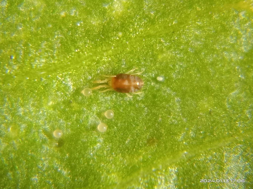 Tetranychus from Kaohsiung, TW-KH, TW on January 13, 2024 at 05:06 PM ...