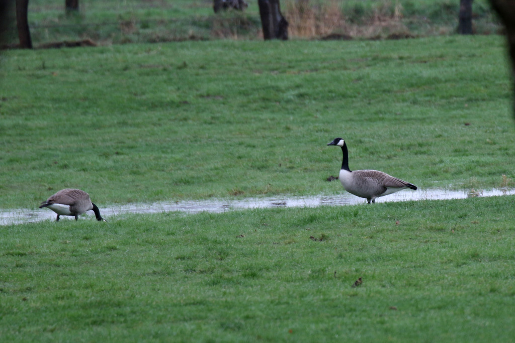 Canada Goose from 45721 Haltern am See, Deutschland on March 15, 2019 ...