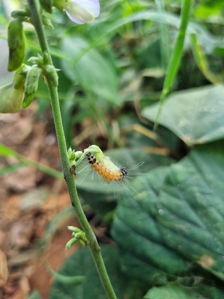 Butterflies and Moths from Kanjikkuzhi, Kerala, India on January 13 ...