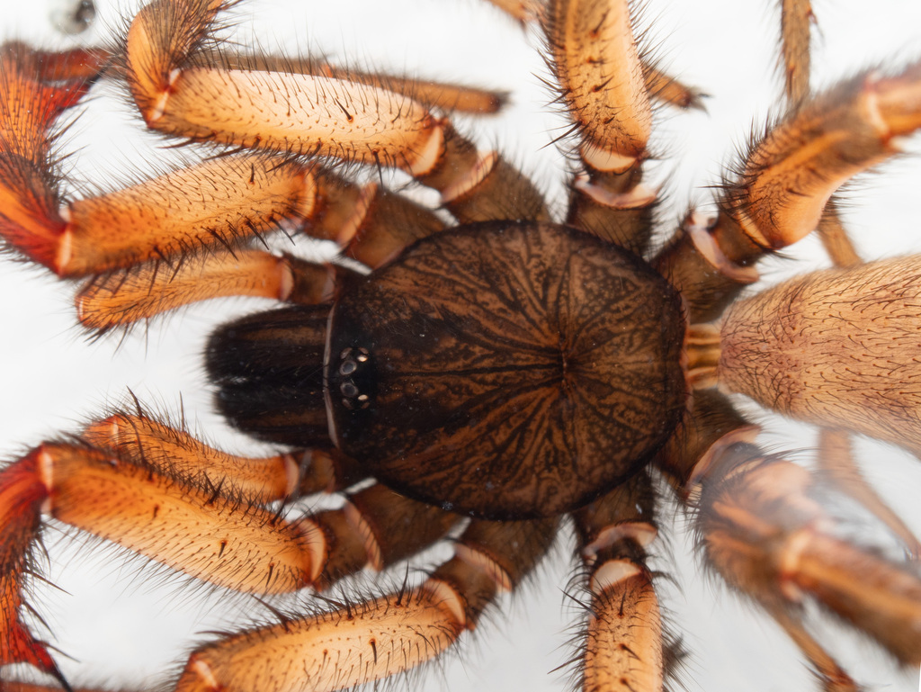 Kwonkan from Kootaberra SA 5713, Australia on December 28, 2023 at 08: ...