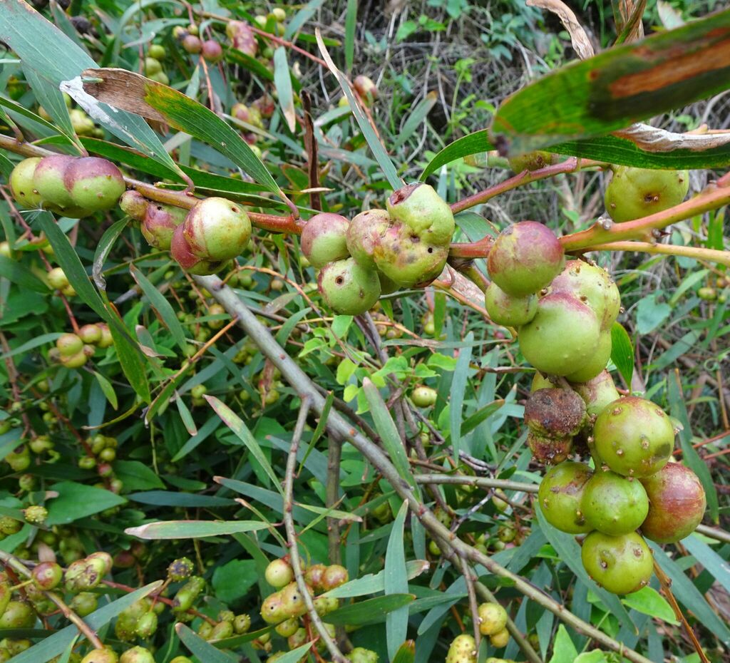 Longleaf Wattle Gall Wasp from Tower Hill VIC 3283, Australia on ...