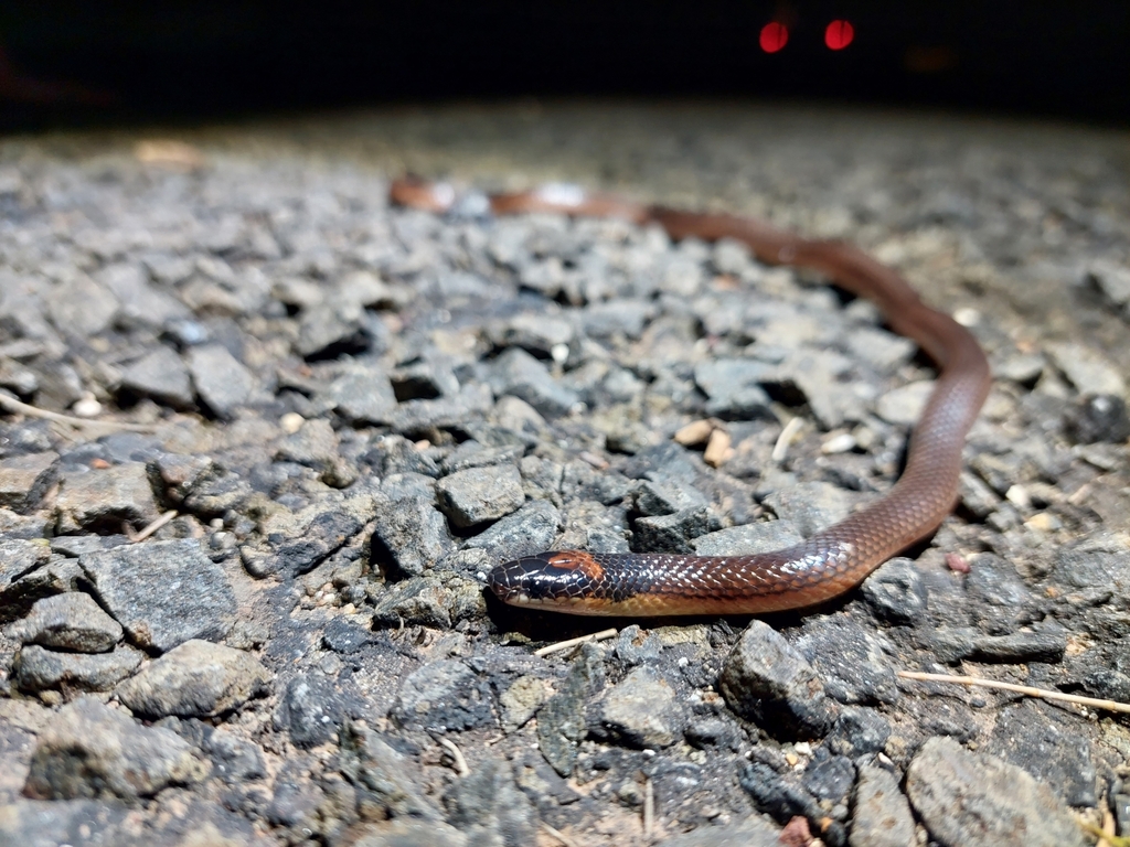 Red-naped Snake from Warkon QLD 4417, Australia on January 12, 2024 at ...