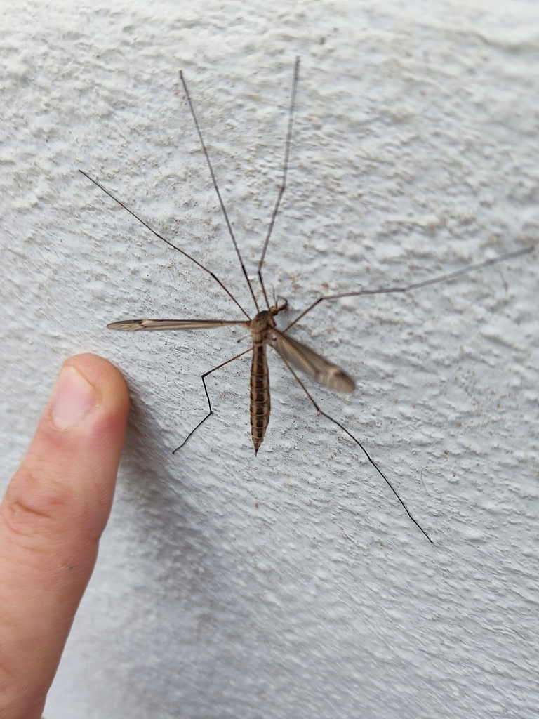 Tipula lateralis from Rethimno 741 33, Greece on January 12, 2024 at 01 ...