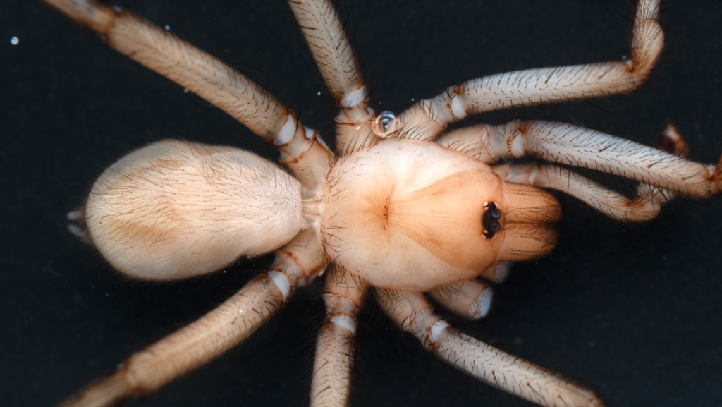 Wishbone Spiders from Andamooka Station SA 5719, Australia on December ...