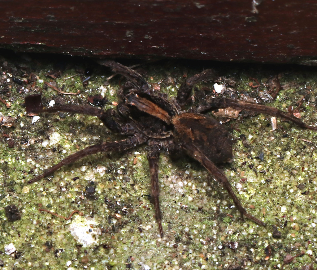Venatrix in January 2024 by juliegraham173 · iNaturalist