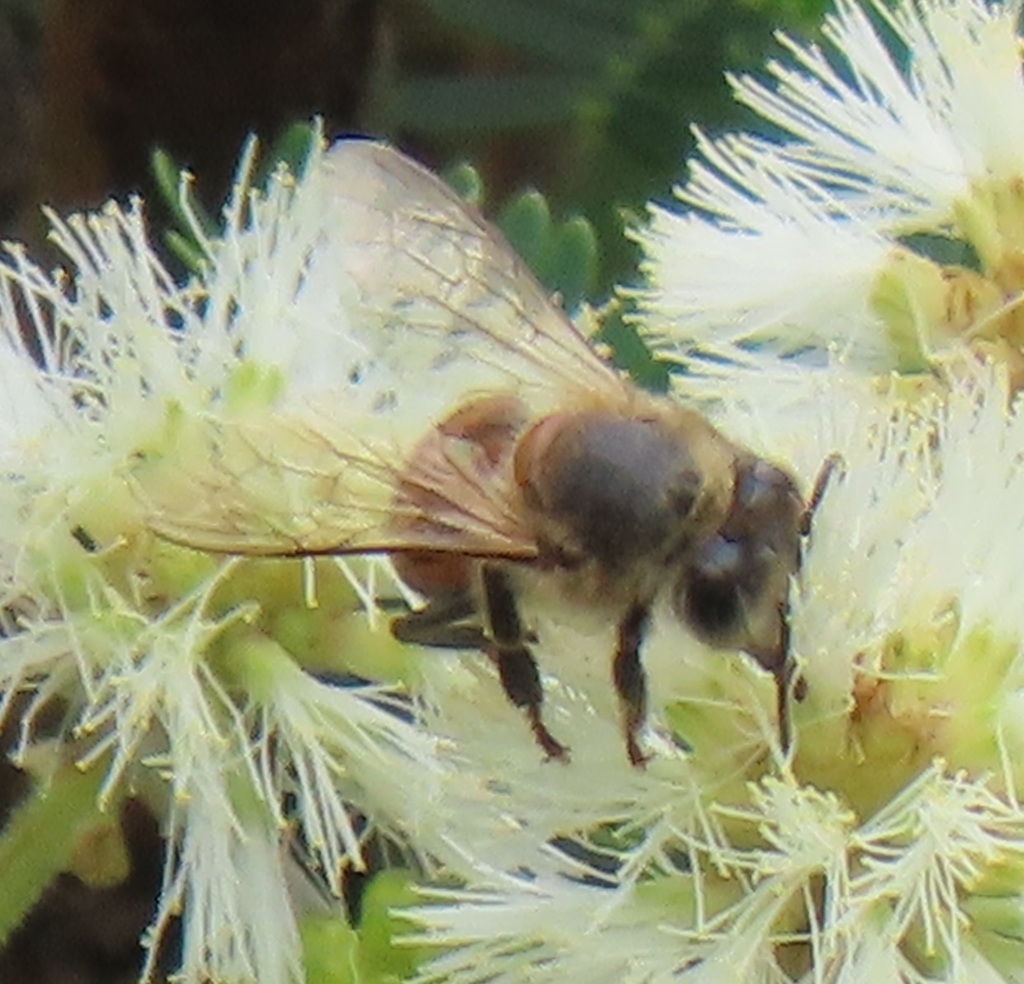 African Honey Bee from iSimangaliso, South Africa on December 16, 2023 ...