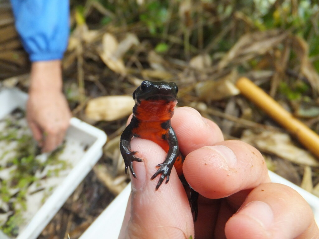 Japanese Fire-bellied Newt in September 2013 by hakkahamushi · iNaturalist