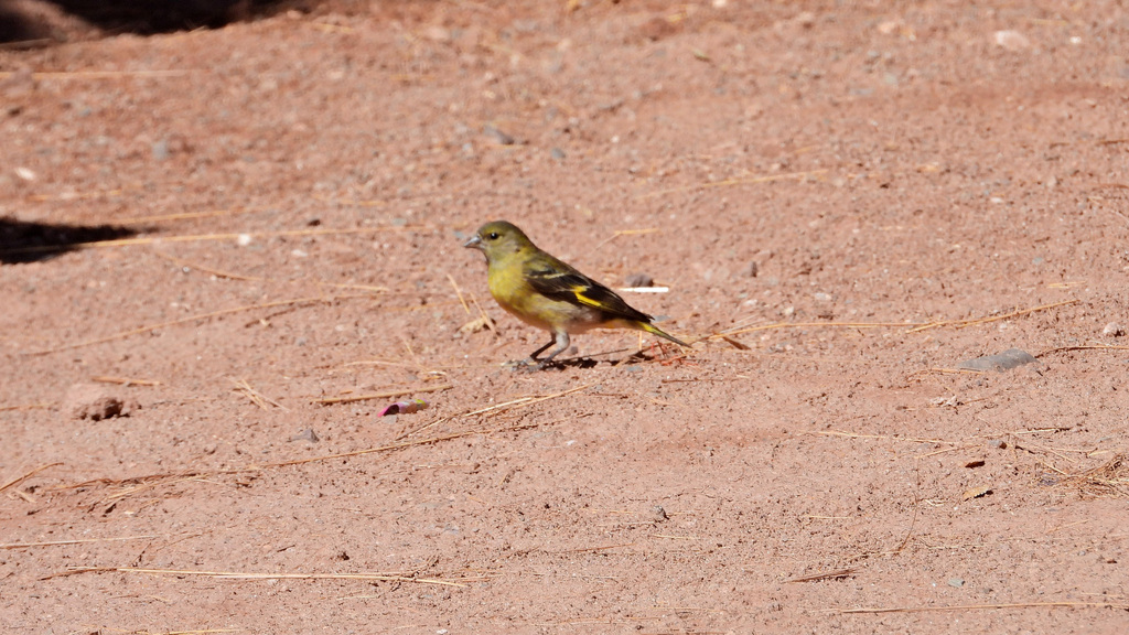 Siskins and New World Goldfinches from Cochinoca, Jujuy, Argentina on ...