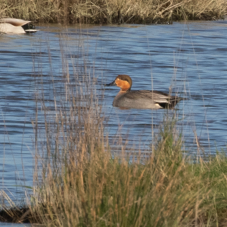 Brewer's Duck from Hiers-Brouage, 17320 Marennes-Hiers-Brouage, France ...