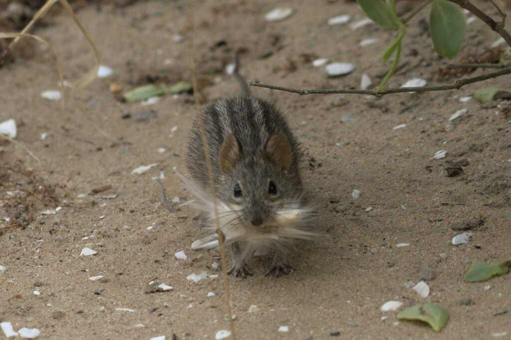 Cape Four-striped Grass Mouse from Rocherpan Nature Reserve, West Coast ...