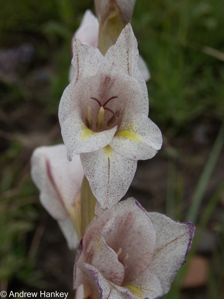 Gladiolus (Liliopsida (Monocots) of the Mfolozi River catchment, South ...