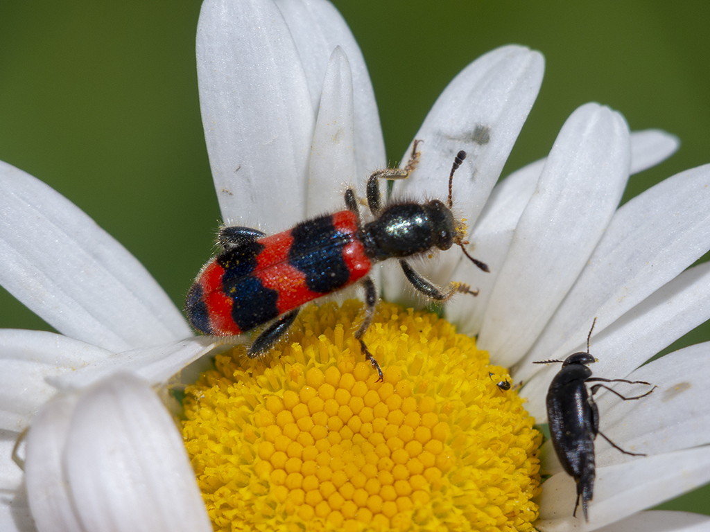 Bee-eating Beetle from Odintsovsky District, Moscow Oblast, Russia on ...