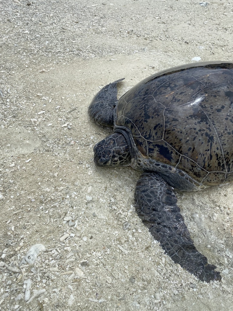 Green Sea Turtle from Capricornia Cays National Park, Queensland, QLD ...
