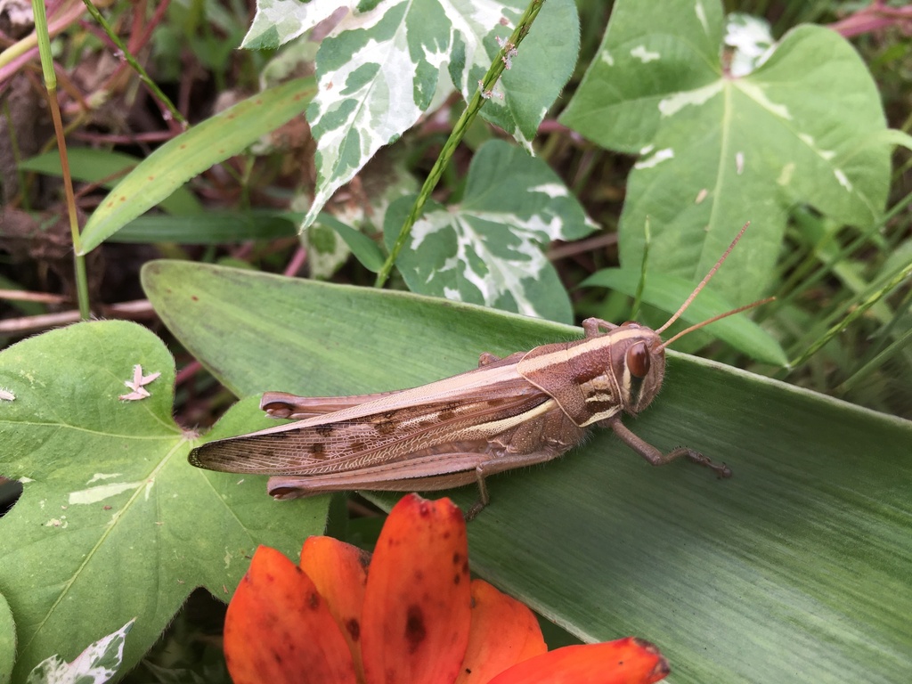 Patanga japonica from 日本、岡山県岡山市北区 on October 18, 2017 at 12:29 PM by ...