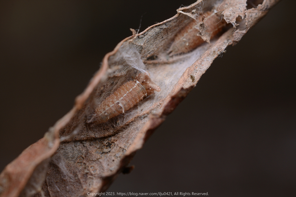 Sephisa princeps from 대한민국 서울특별시 강북구 on December 29, 2023 at 12:35 PM ...
