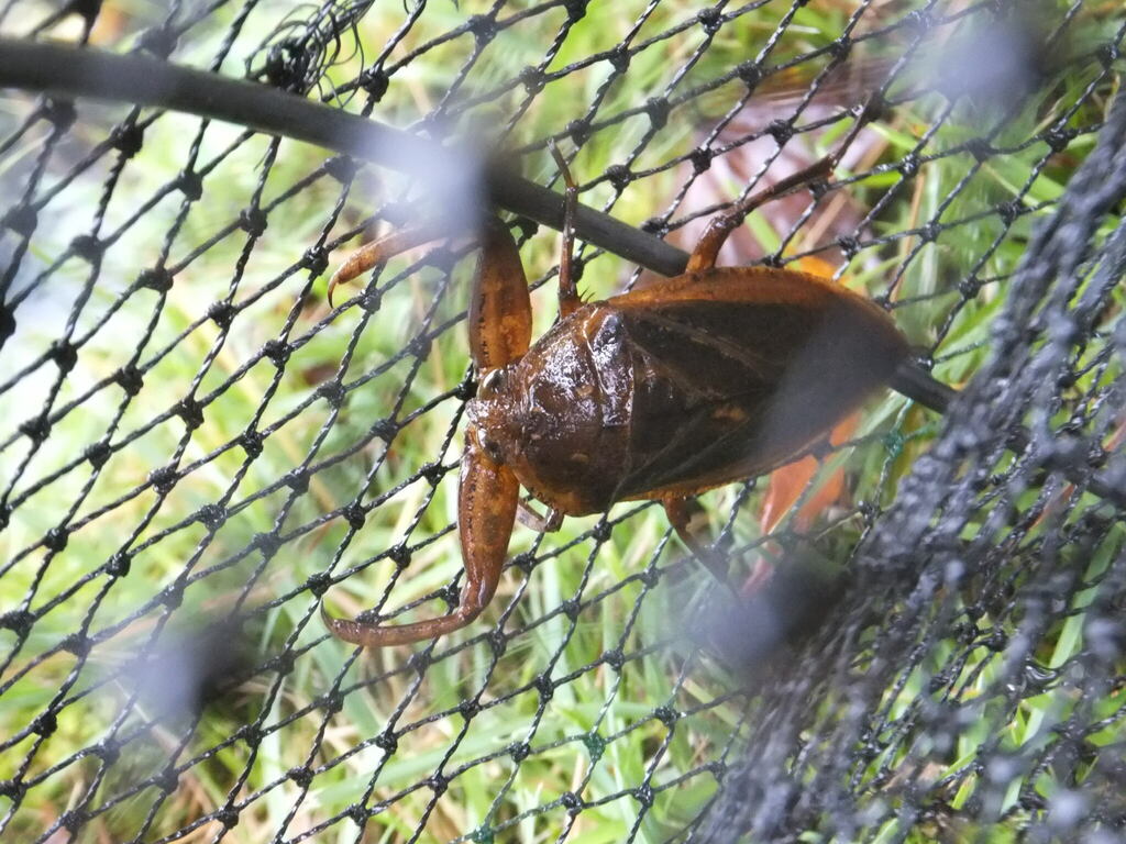 Oriental Giant Water Bug in September 2013 by hakkahamushi · iNaturalist