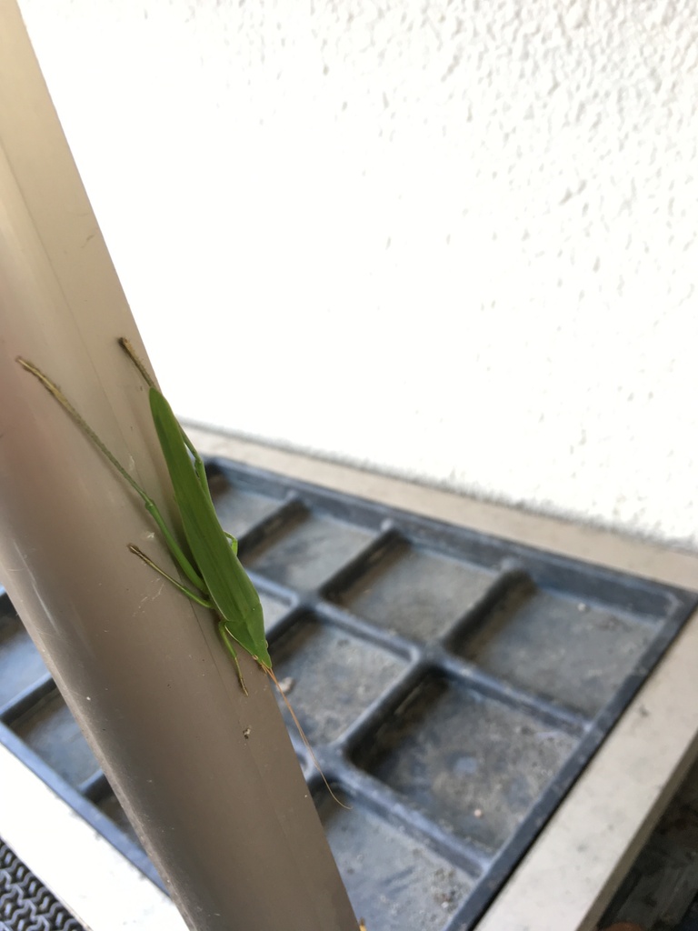 Euconocephalus varius from 日本、岡山県岡山市北区 on October 27, 2017 at 12:10 PM ...