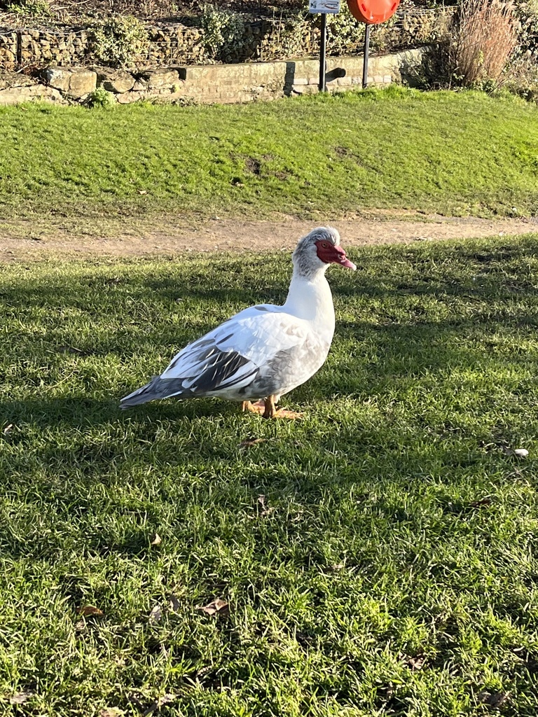Domestic Muscovy Duck from Riverside Walk, Ely, England, GB on January ...