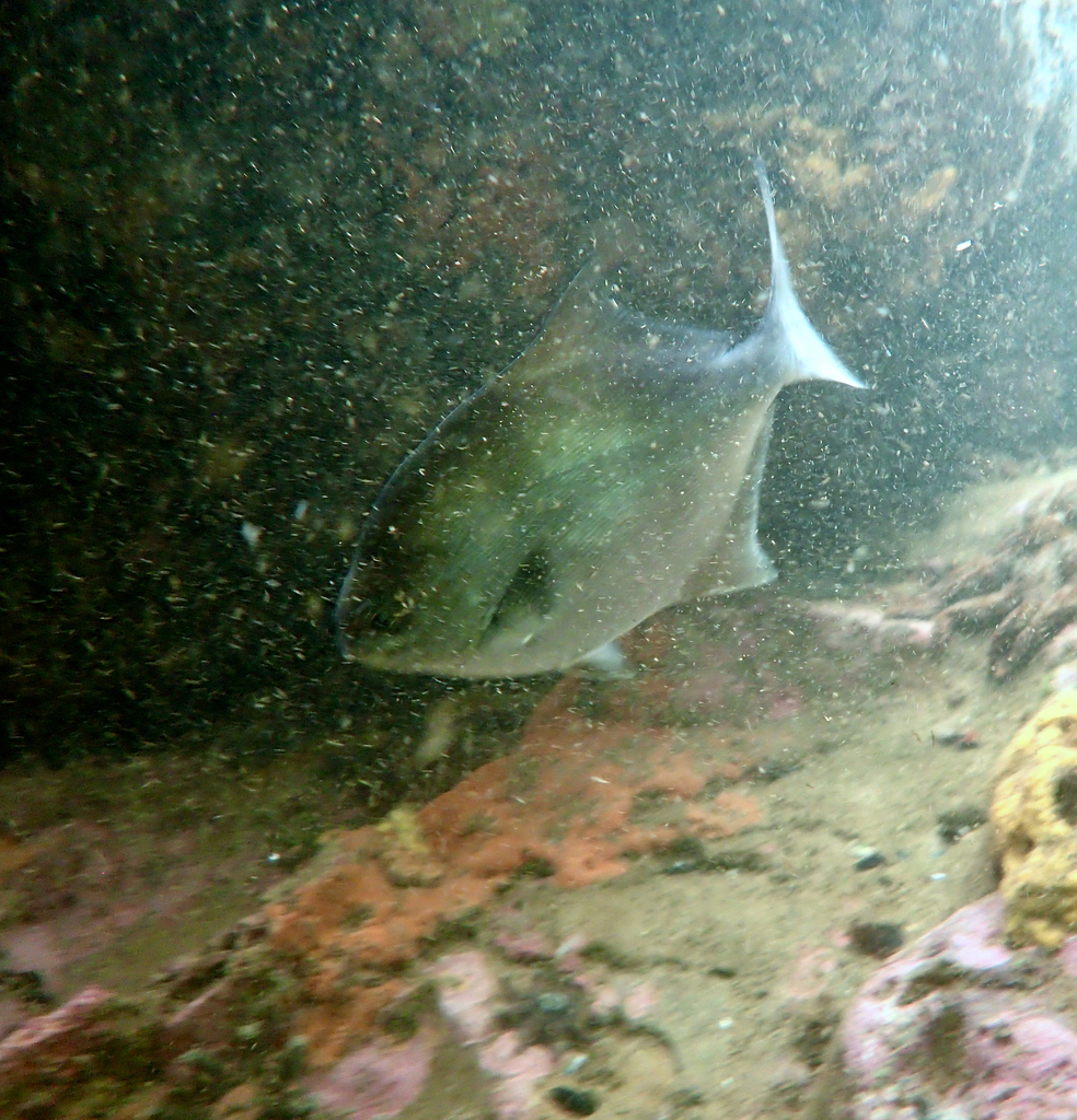 Sea Sweep from Hampton Beach, Victoria, Australia on January 13, 2024 ...