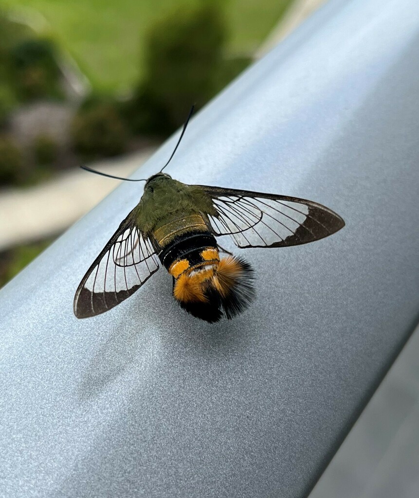 Gardenia Bee Hawk from Sunshine Coast QLD, Australia on January 13 ...